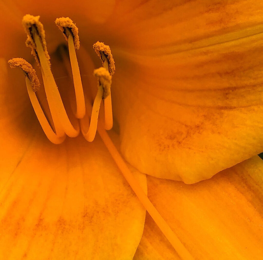 Flora - David Moyle Imagery