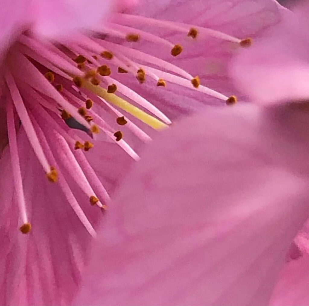 Flora - David Moyle Imagery