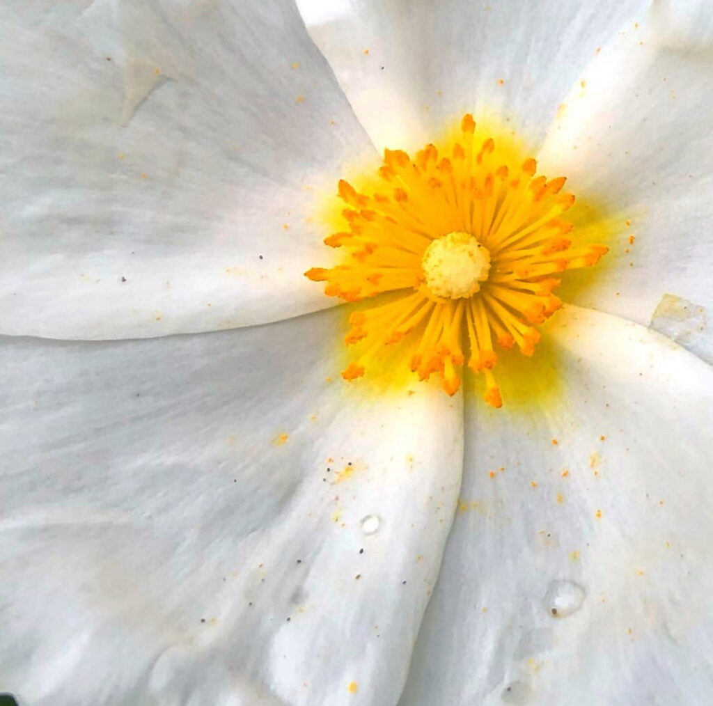 Flora - David Moyle Imagery
