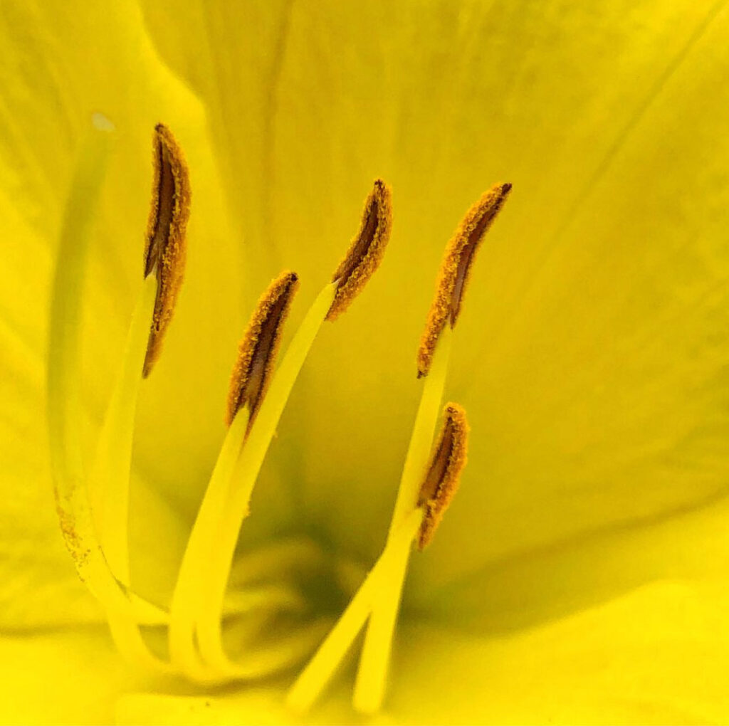 Flora - David Moyle Imagery